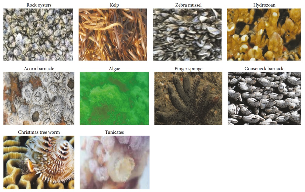Significance of Biofouling in Ships - Nereus